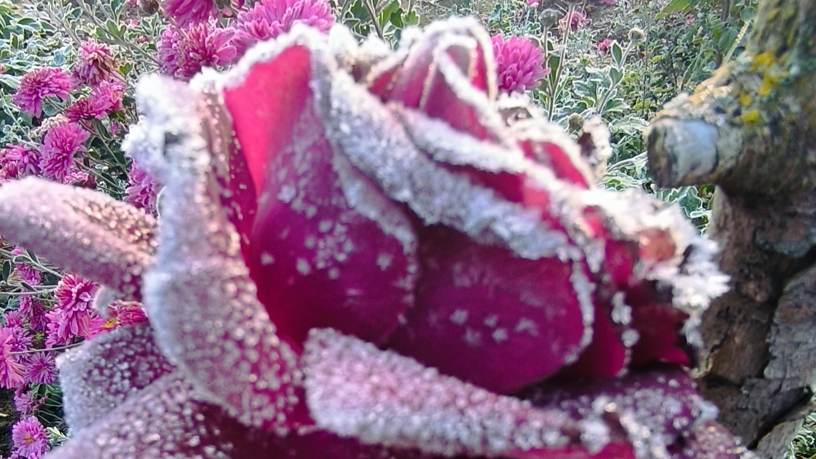 Розы на морозе. Утро 30 сентября 2025 года