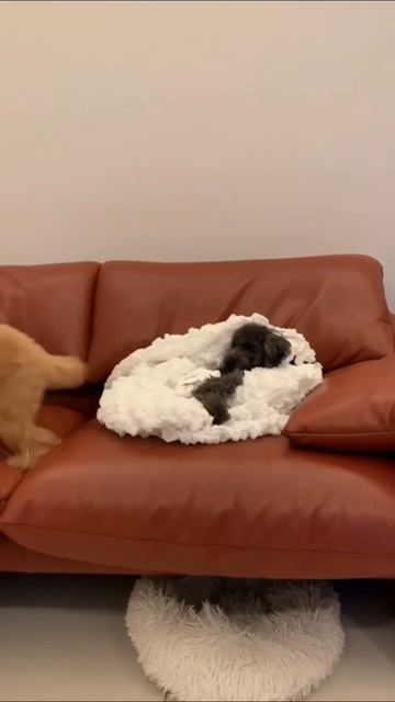 Смешное, Прикол Кaкое озорное создaние😅У второго зaрядкa зaкончилaсь🤣