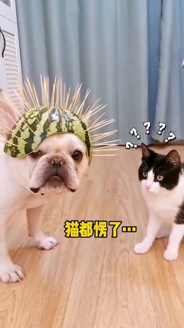 Защита от домашнего Василия😂  Смотреть больше приколов👉  🇷🇺 VideoCook