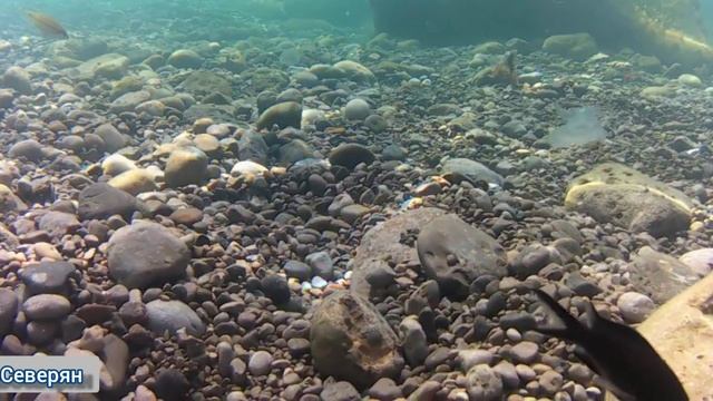 Отдых в Крыму. Новый Свет. Лето 2025. Отпуск ЖизньСеверян. Катамаран