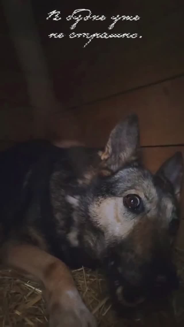 "Здесь безопасно" ❥ Приют в Малинках