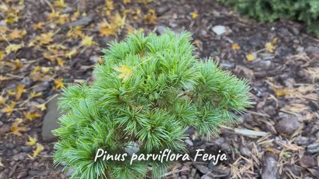 Pinus parviflora Fenja