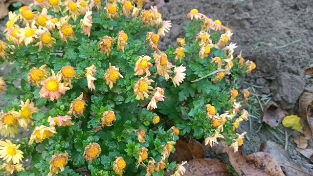 Ноябрь не время грустить....время любоваться хризантемами