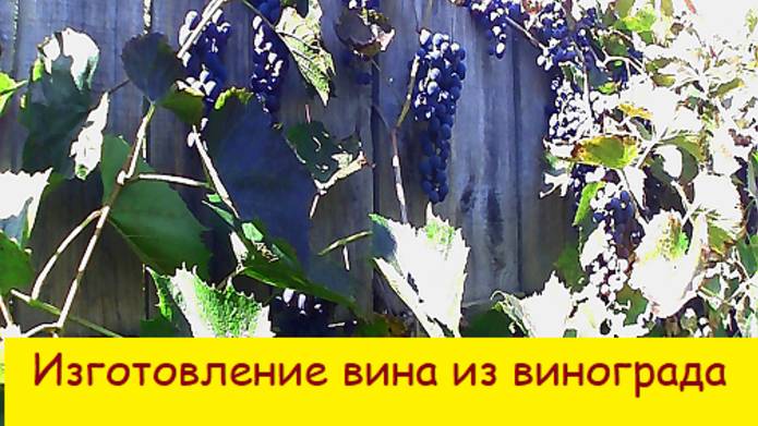 Изготовление вина из винограда