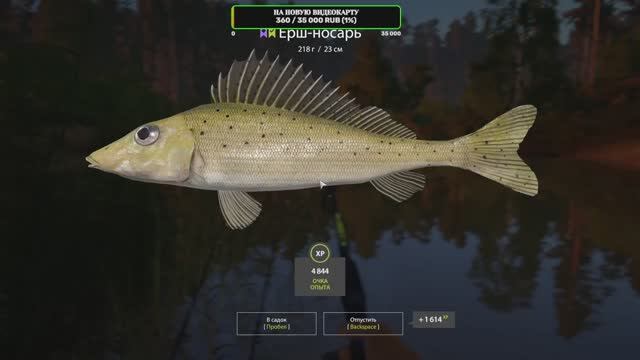 РР4 Вьюнок. Ёрш-носарь.