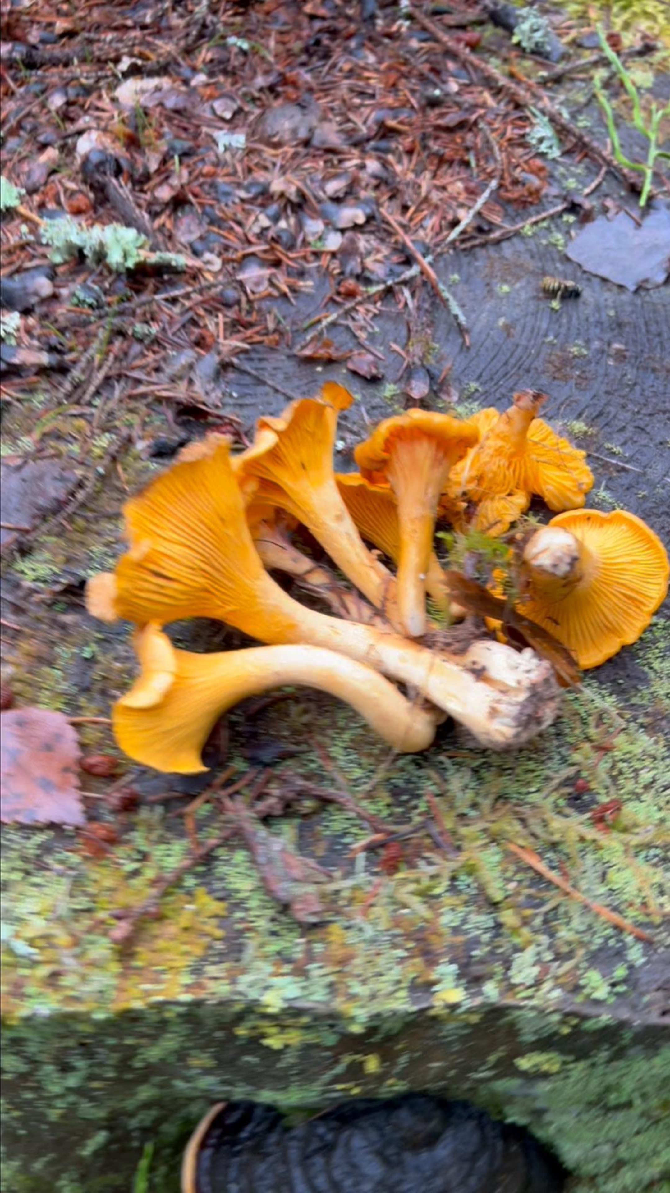 Лисички, 2 ноября, продолжаем собирать грибы