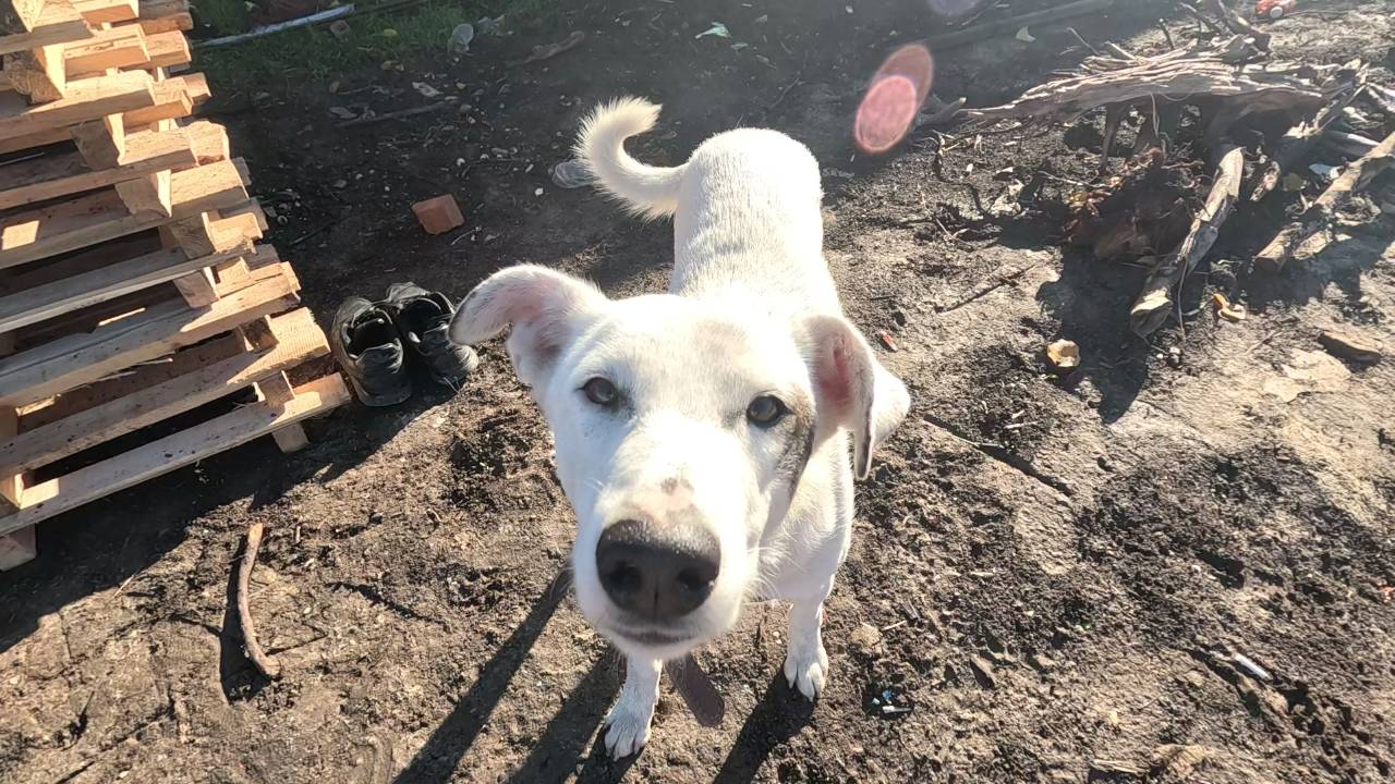 Будет ли собака есть кошачий корм ?  Эксперимент на работе.