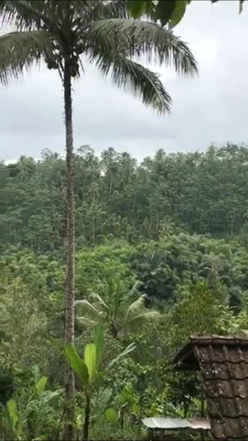 Бали/Кофейные плантации (60)/Экскурсии на Бали