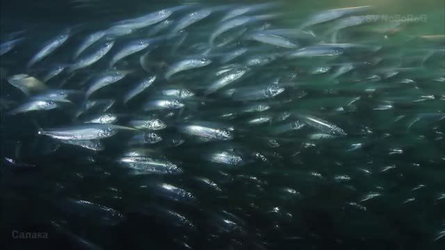 Какими полезными свойствами обладает мясо Салаки (Baltic herring) — Clupea harengus membras ?