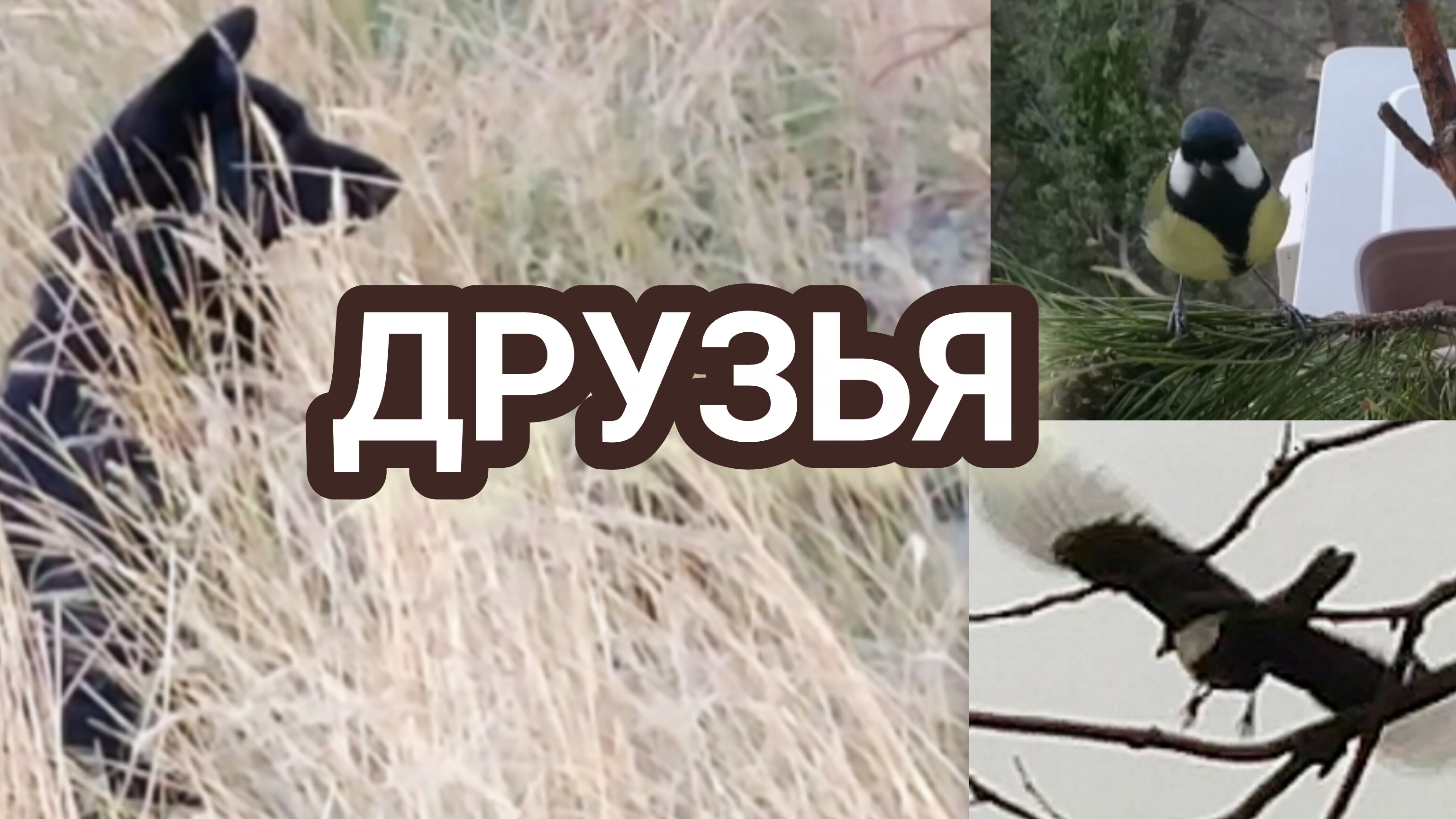 Птицы и два друга