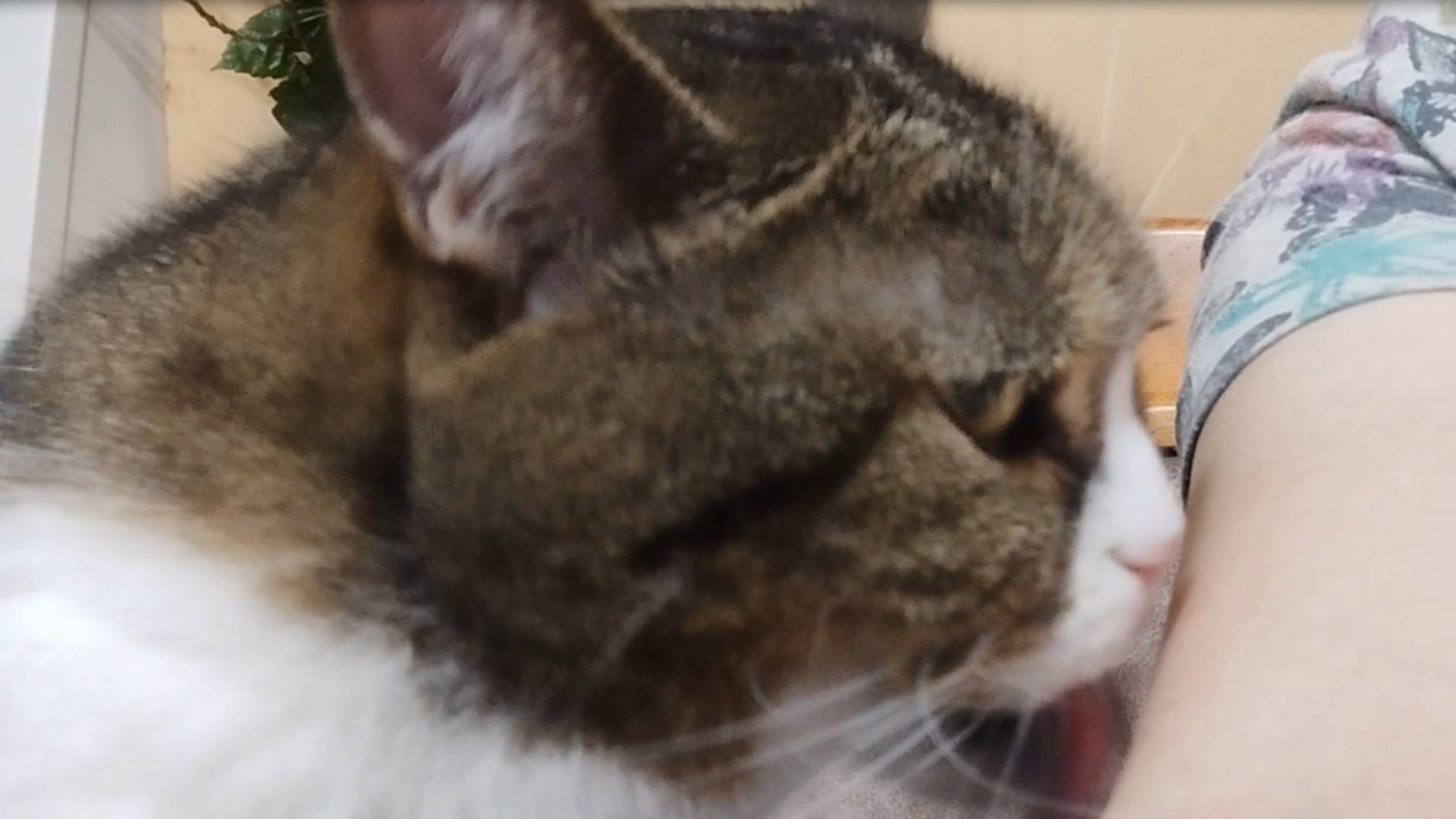 Ну дай покушать! А то руку съем. Кот.