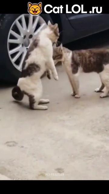 Усатые разборки - трейлер #котыприколы #смешныекоты #смешныеживотные