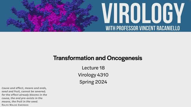 Virology Lectures 2024 #18 Transformation and Oncogenesis