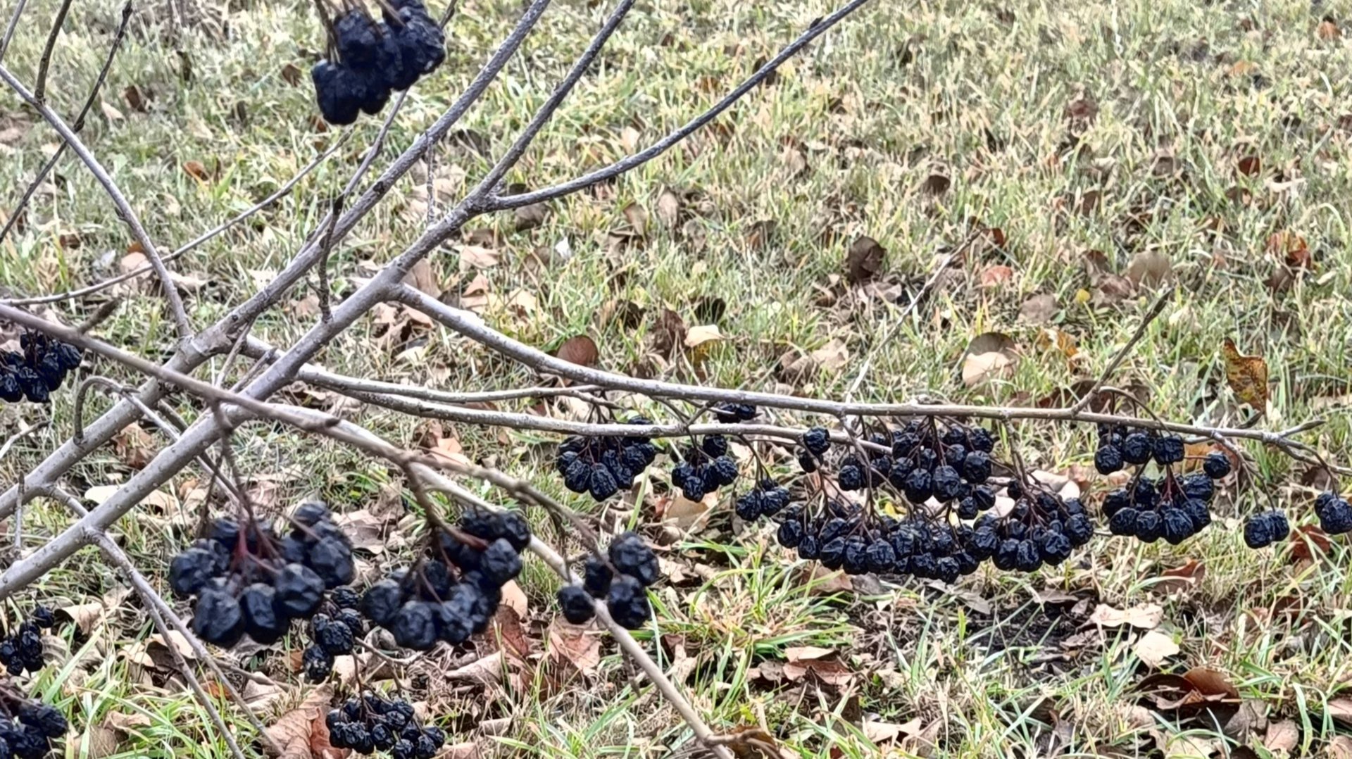 Черноплодка - последняя ягода сезона.