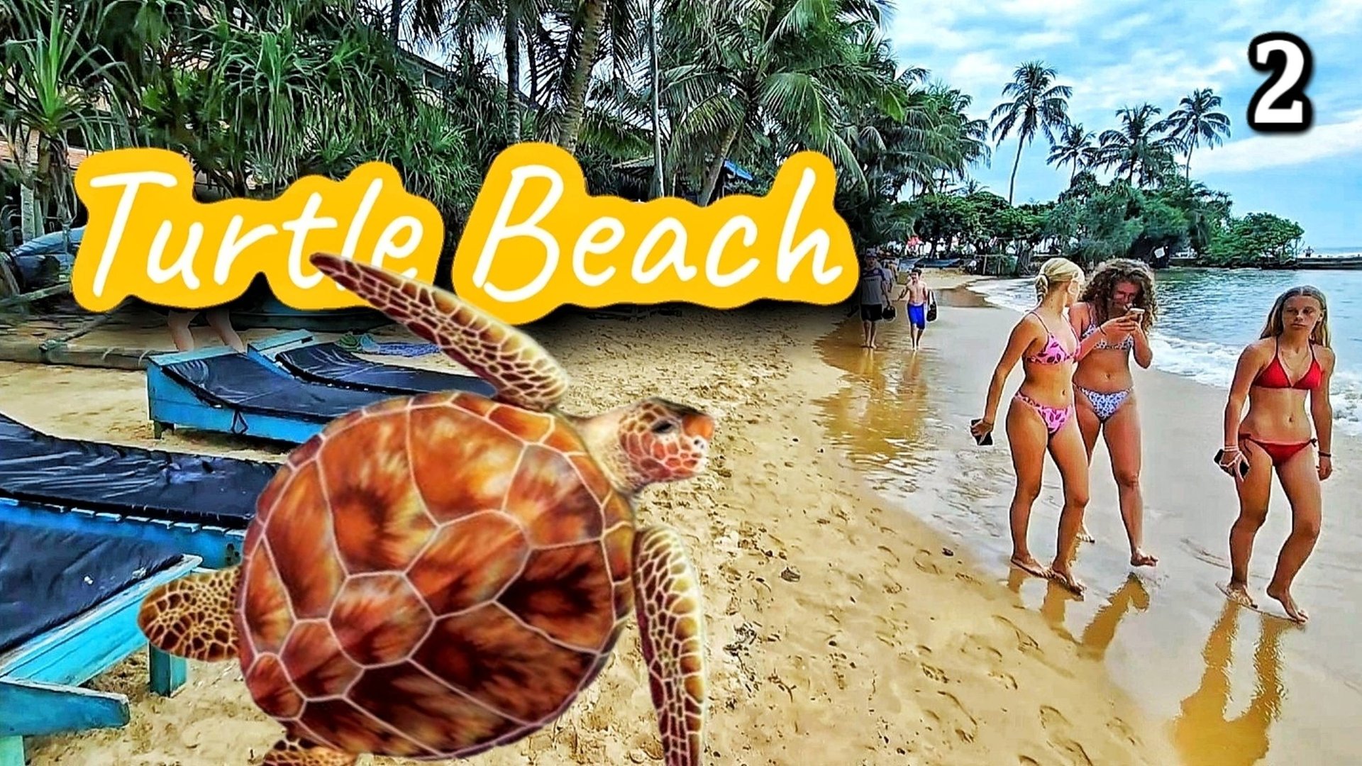 Шри-Ланка 2 Гигантские черепахи на Turtle beach в Хиккадуве