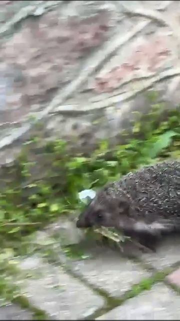 даже ёжики бегают с цветами)