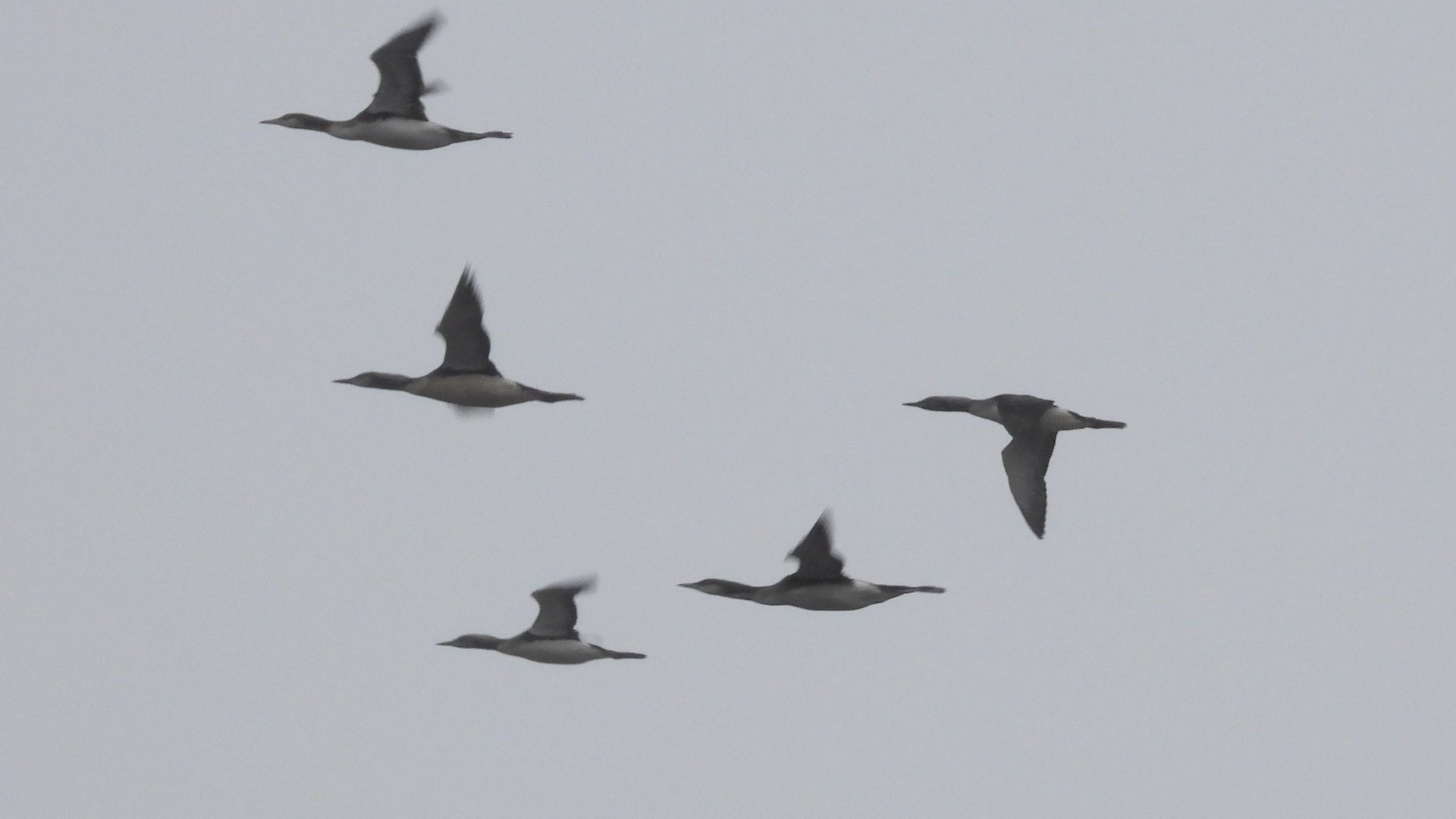 Птицы видео, птицы летят стаями, сезонная миграция птиц, наблюдение в Великом Новгороде, 02.11.2025
