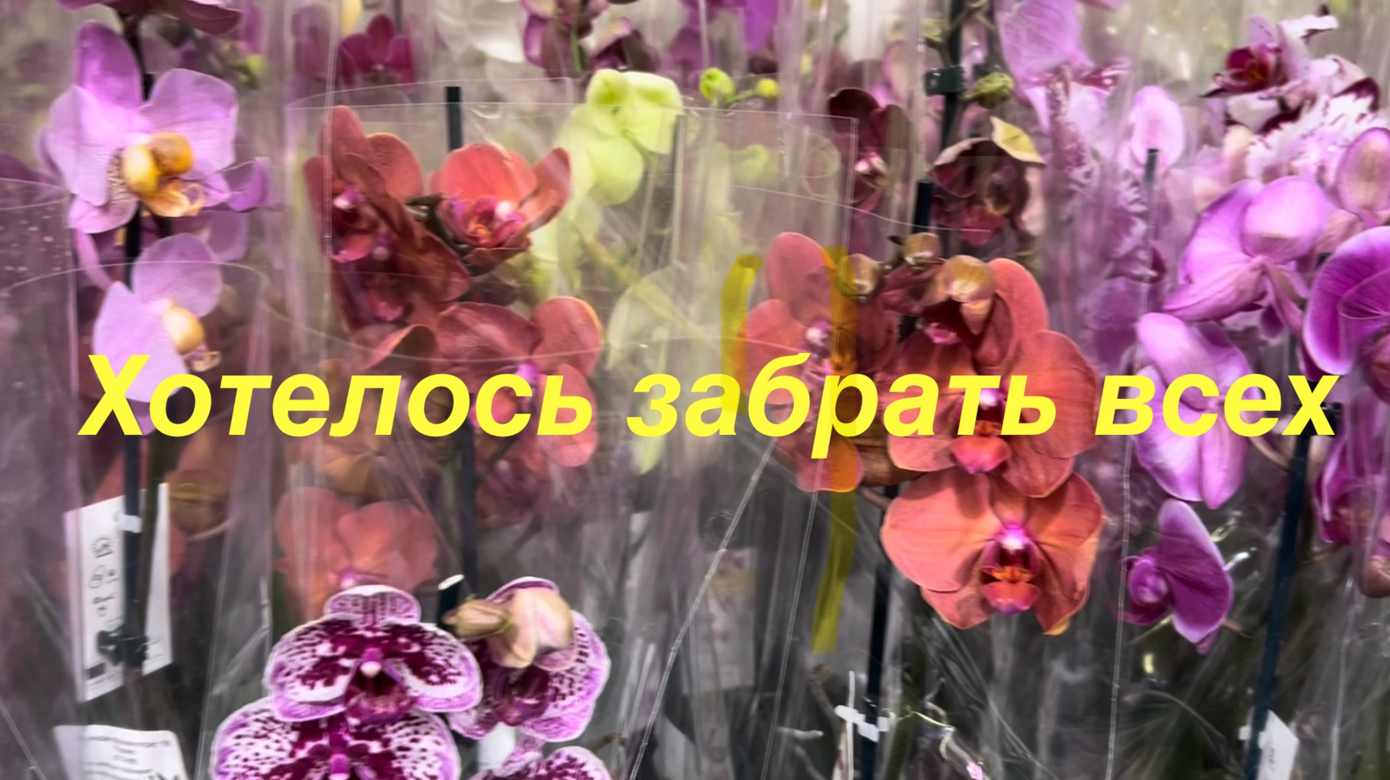 ШИКАРНЫЙ завоз ОрХиДеЙ 😍 Распаковка посылки с орхидеей #орхидеи