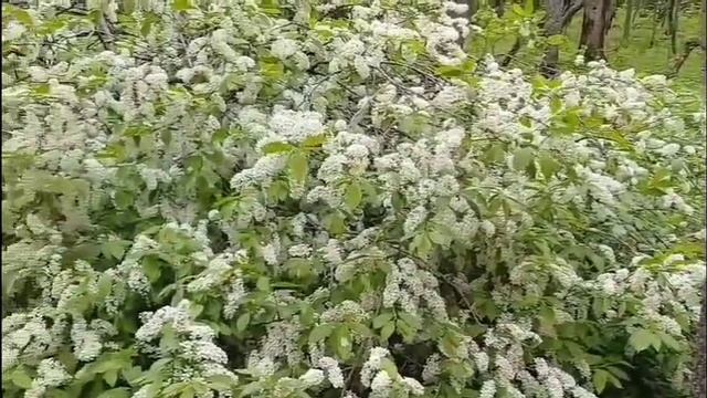 Сәриә Аскарова - Ҡайтам инде