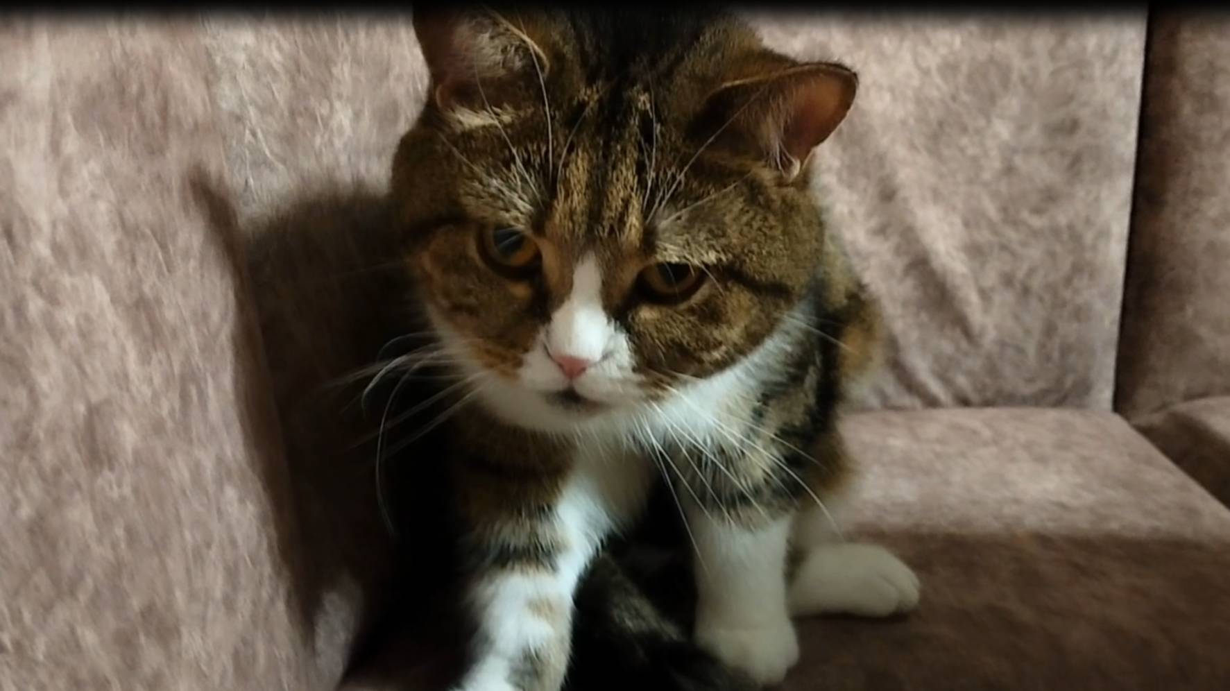 Кот. Весело играем! Взгляд такой хищный