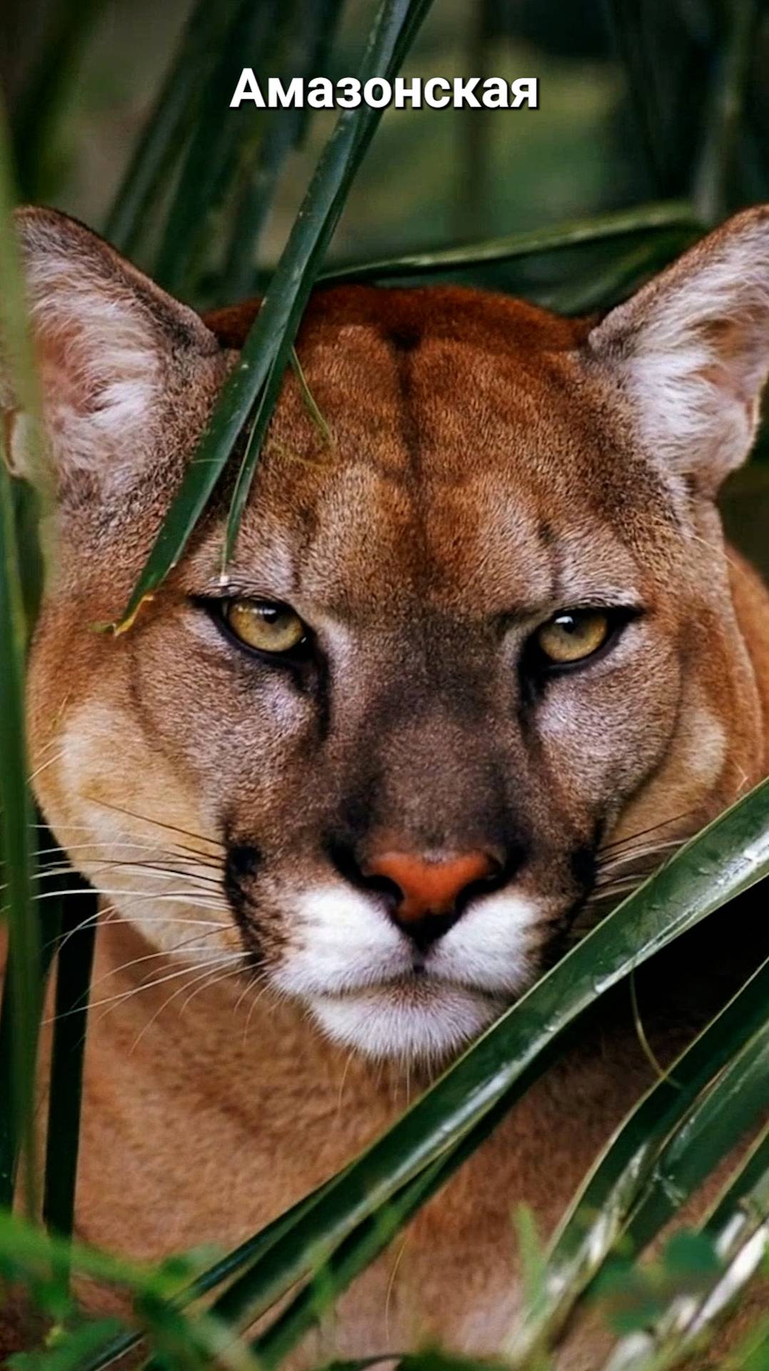 Две пумы — два разных мира!