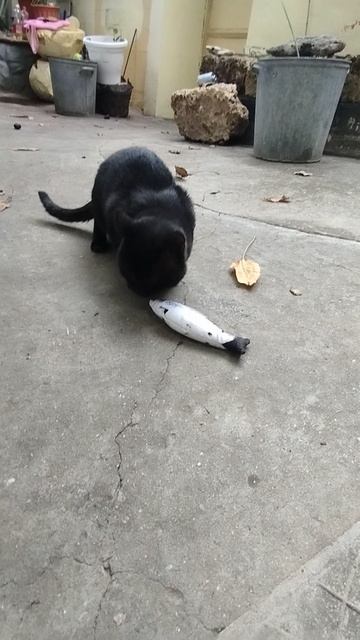 Котиковое знакомство с форелькой