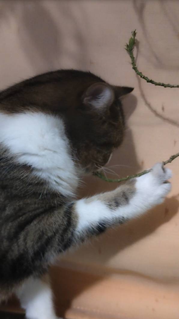 Как кот доедает китайский розан (комнатное растение)