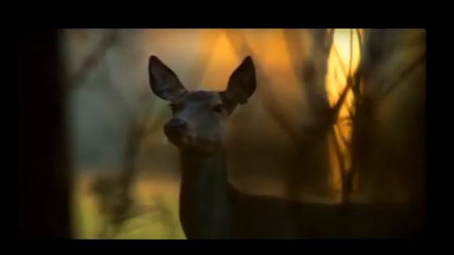 Аида Beдищeвa - Лecнoй олeнь