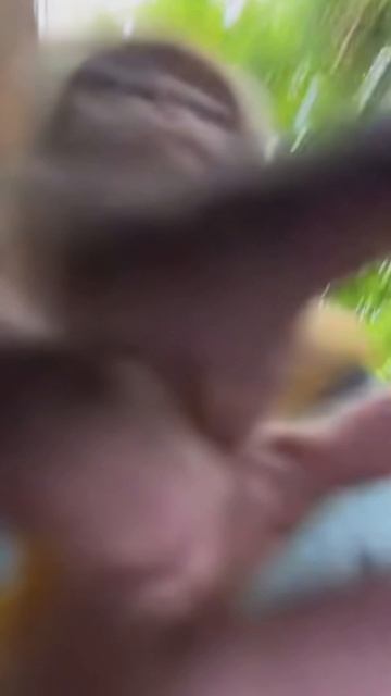 Обезьяна-блогер! 🐒📱 Украла телефон и сняла селфи