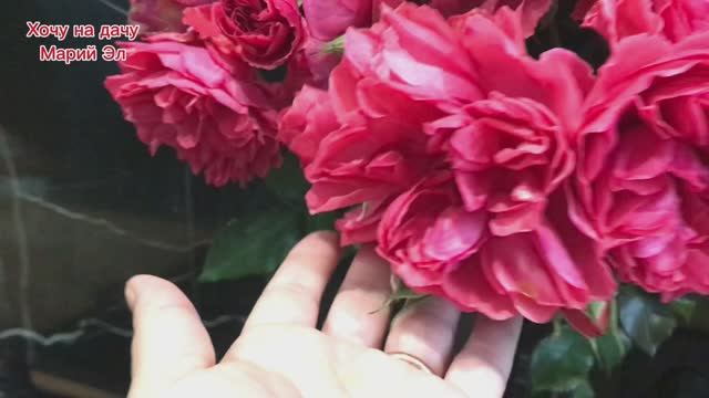 Рецепт теста для пирогов от Лёши. Рассаживаю самосев петунии.