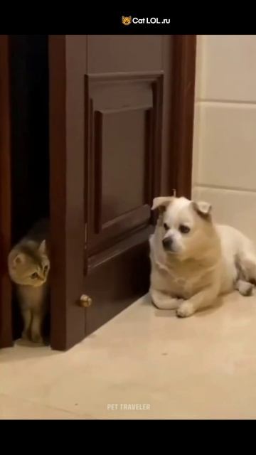 Бобик – антикот #котыприколы #смешныекоты #смешныеживотные