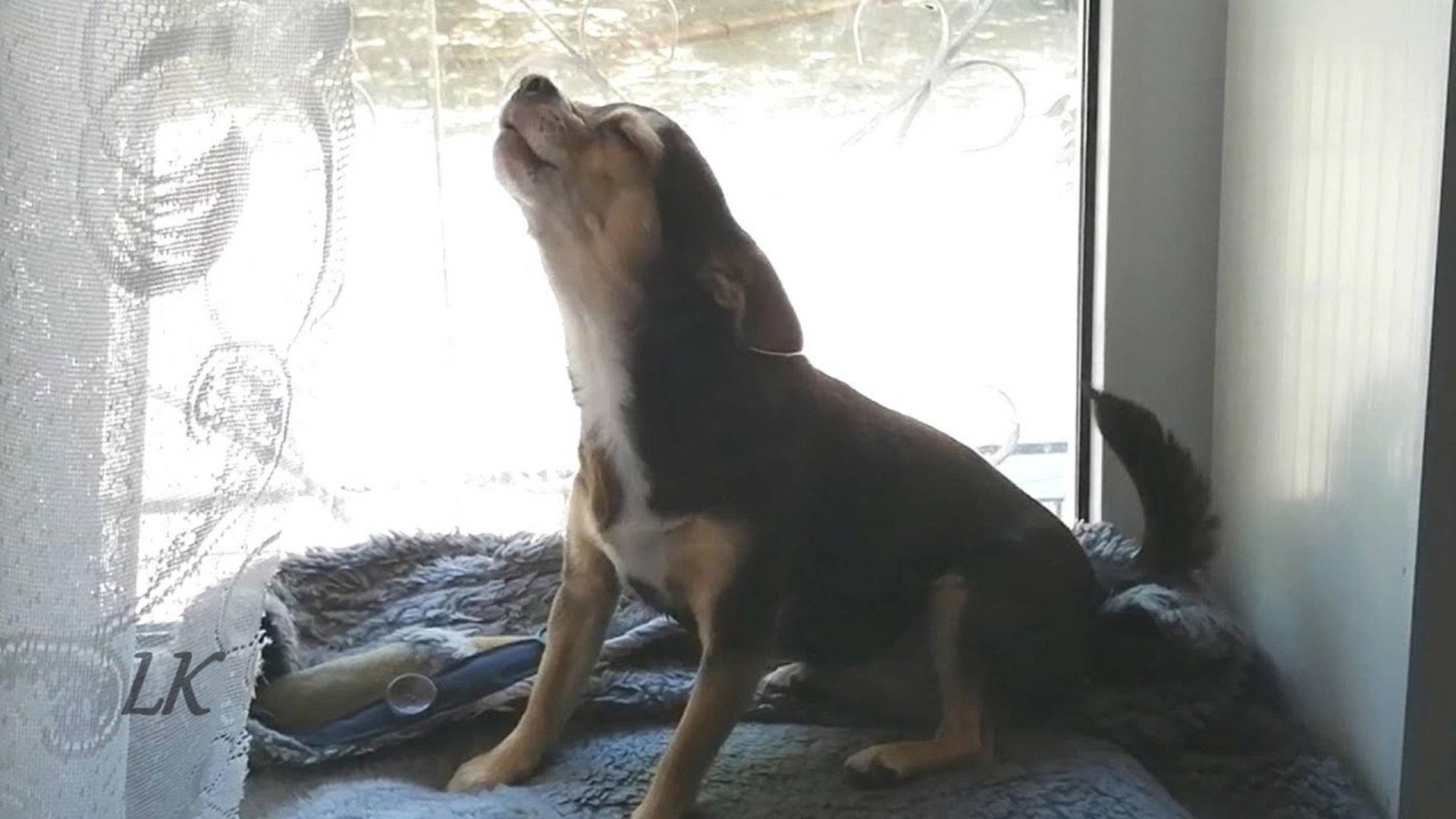 Давай, споем... (71)/Чихуашка/Под камеру МЫ стесняемся...