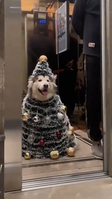 Собачья мода.