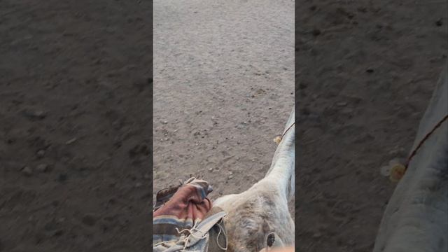 Рассказываю о Египте новая экскурсия бедуинская деревня