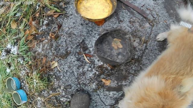 Прячу яблоньку от грызунов.