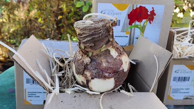 Амариллис/Гиппеаструм. Какие сорта луков я купила в этом году #амариллисы #гиппеаструм #луки #сорта