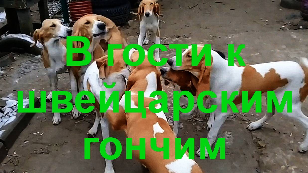 В гости к швейцарским гончим!
