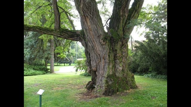 Strážnice  11 августа 2009