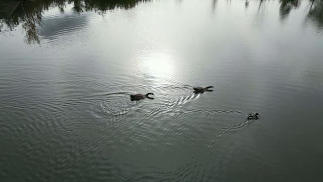 Золотая Осень. Два Гуся и Утка. Видео с Дрона. Природа