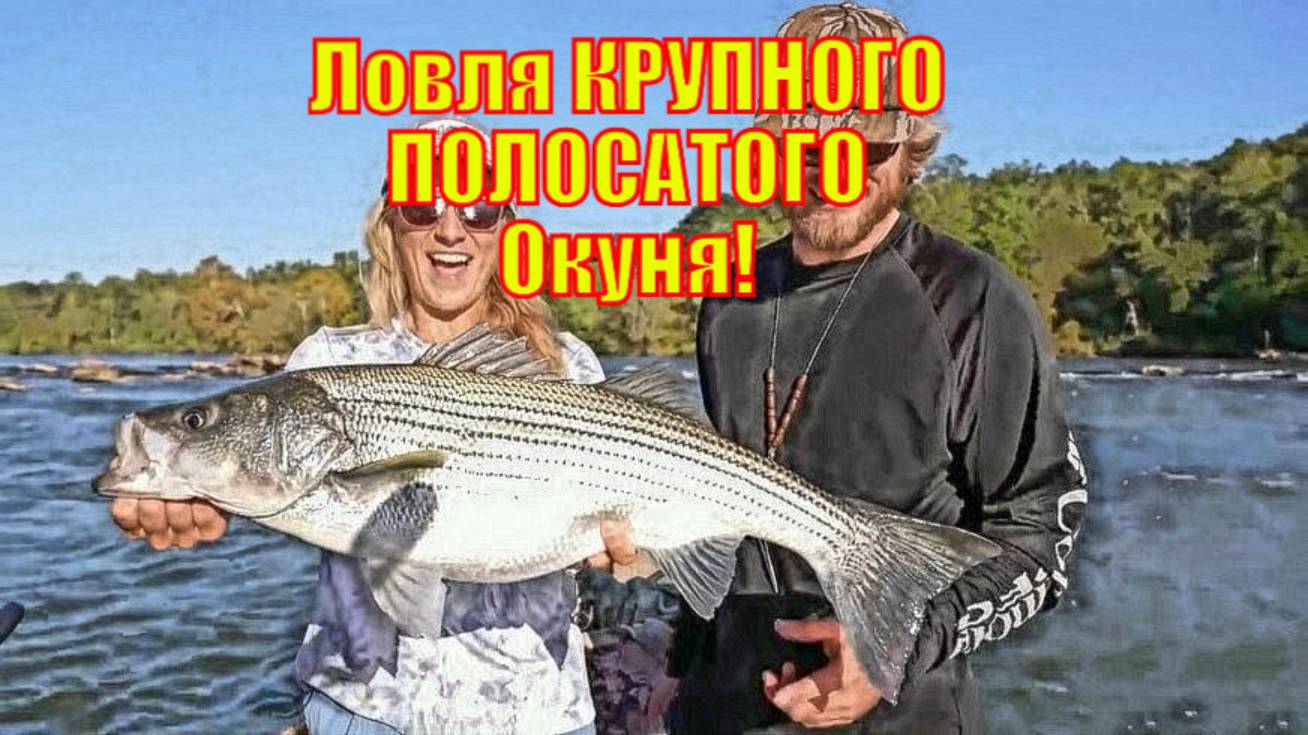 Ловля КРУПНОГО ПОЛОСАТОГО Окуня нахлыстом в неглубоких заводях!
