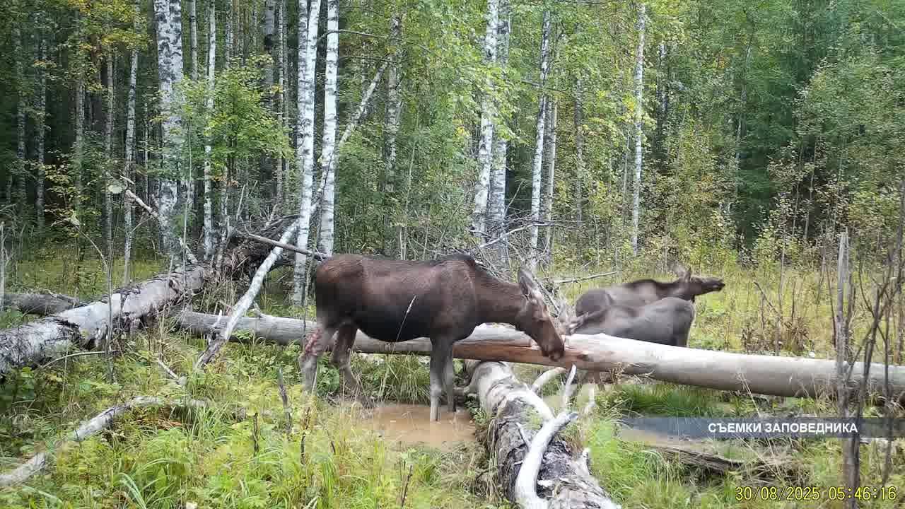 Лесной репортаж сняли специалисты Кологривского заповедника