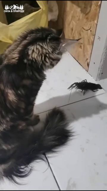 Симба в ШОКЕ ОТ ТАКОГО улова 😼 Рыбалка 2025