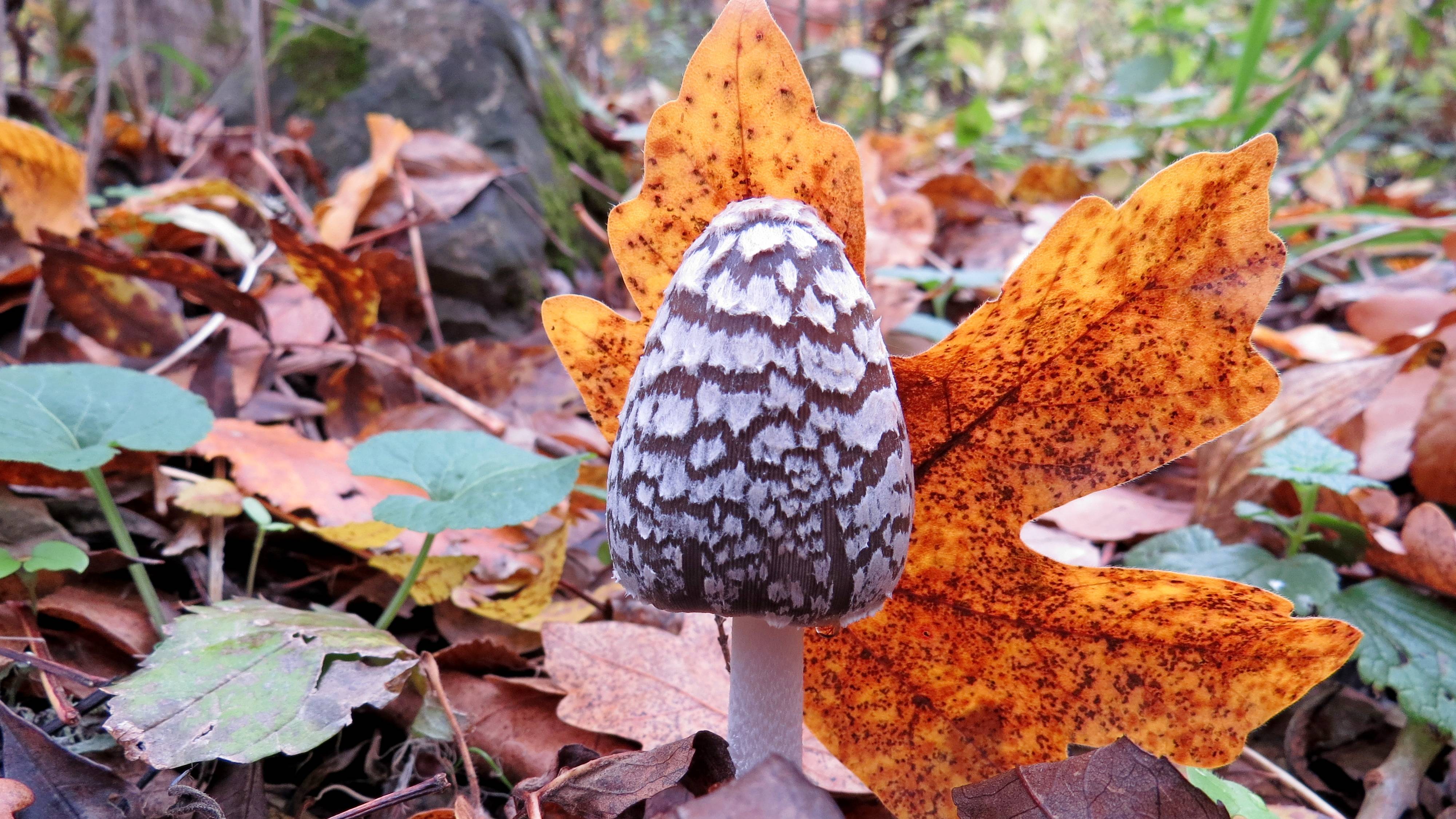 Яркая осень в Кизилташском лесу. Часть 1.