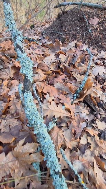 Рачейские Альпы. Лишайники. Интересные места Самарской области