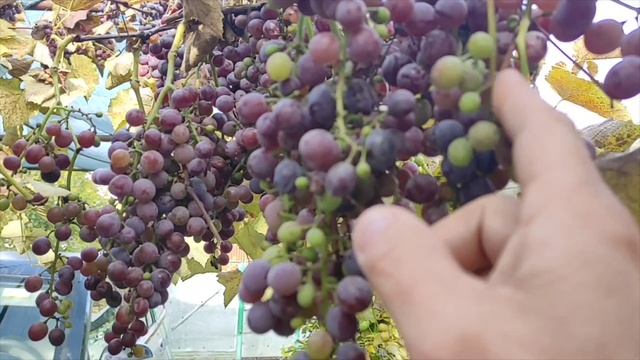 Отопление работает. Виноград в компост