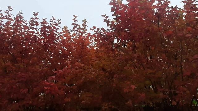 ОСЕНЬ ПРИРОДЫ И ОСЕНЬ ЖИЗНИ ЧЕЛОВЕЧЕСКОЙ: НЕИЗБЕЖНОСТЬ ЗИМЫ И УВЯДАНИЯ