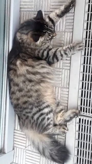 Котик милый, няшый почеши животик 👍😁😻#кот #смешно