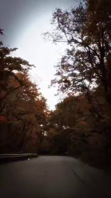 Проехал 1000 км по Приморью, чтобы найти ИДЕАЛЬНУЮ осеннюю дорогу. Результат перед вами