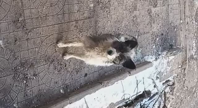 Донбасс