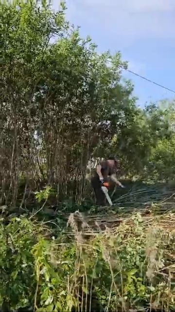 Субботник 27.05.2024: благодарность администрации!